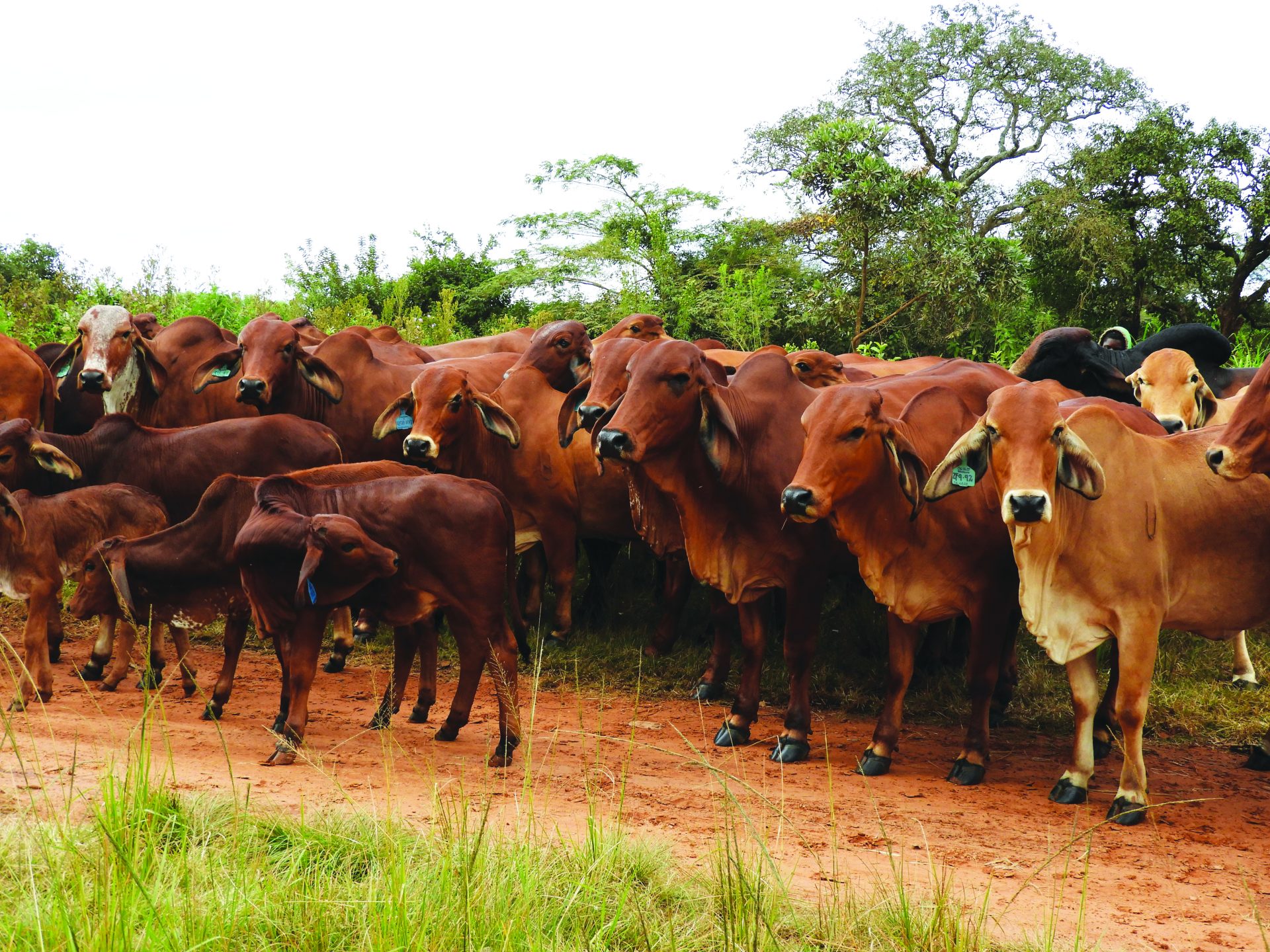 Why You Should be Breeding Brahmans - ZiMUNDA Farming Magazine ...