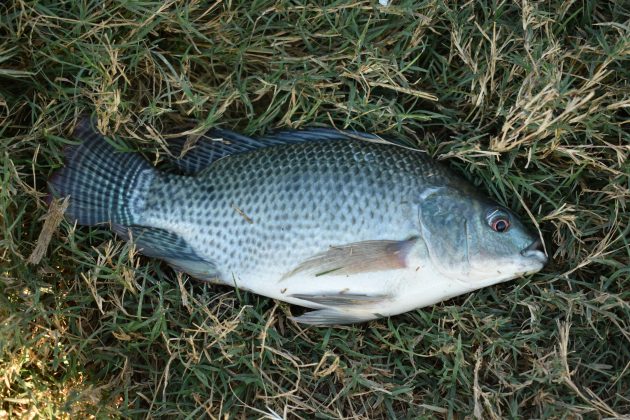 An Overview of Bream Farming - ZiMUNDA Farming Magazine | Showcasing ...
