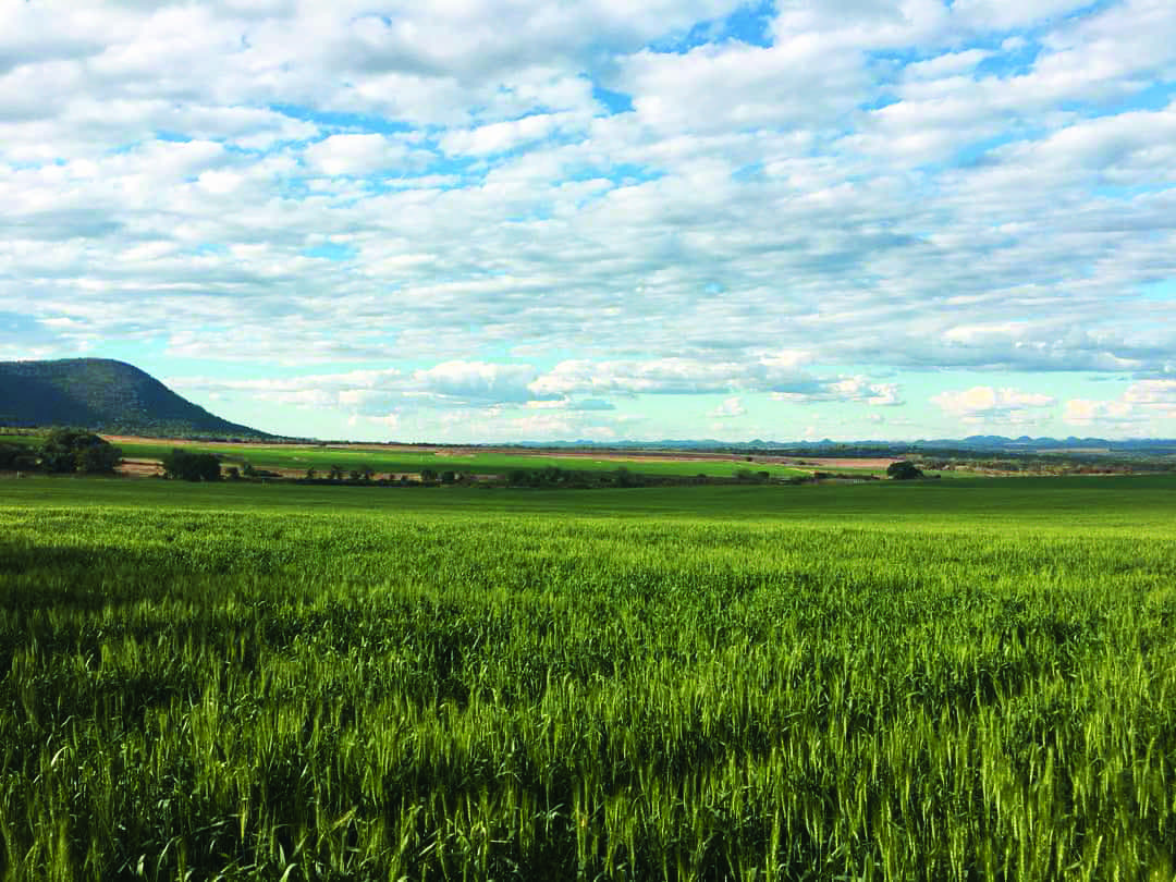 Maximising Your Wheat Yield Potential - ZiMUNDA Farming Magazine ...