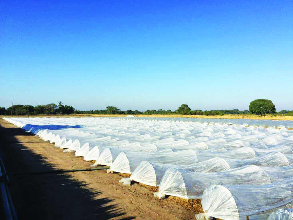 New Seedbeds - ZiMUNDA Farming Magazine | Showcasing the best farming ...