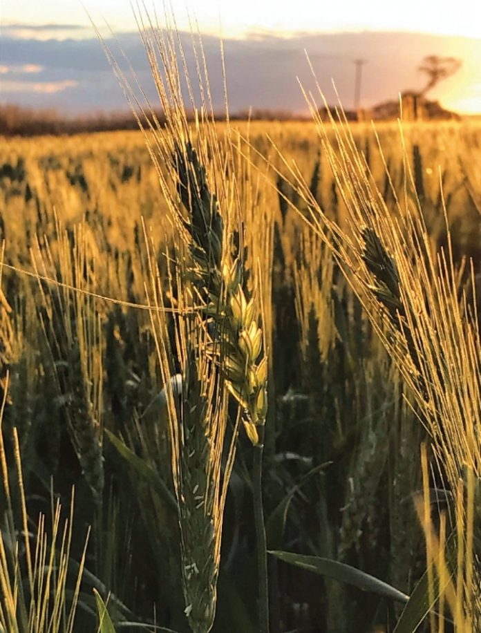 Maximising Your Wheat Yield Potential - ZiMUNDA Farming Magazine ...