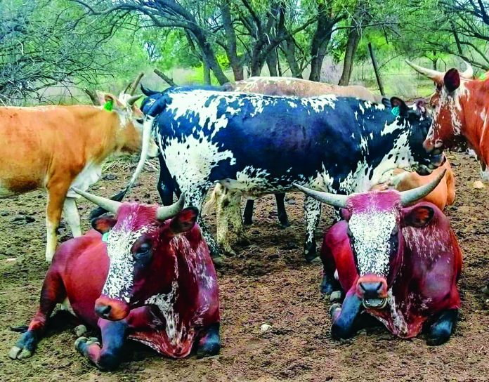 Steps for Successful Cattle Production - ZiMUNDA Farming Magazine ...