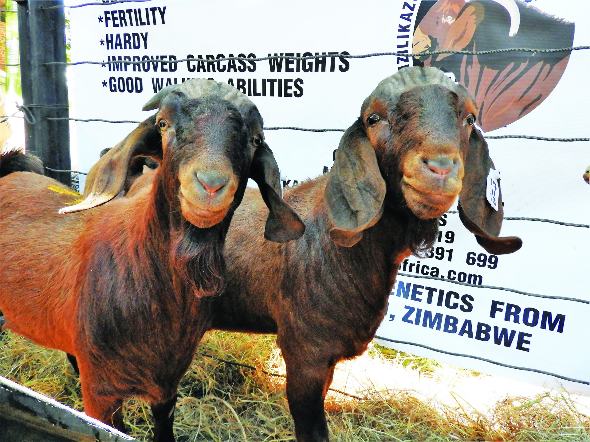 Pedigree Cattle, Goats & Sheep Go Under the Hammer - ZiMUNDA Farming ...