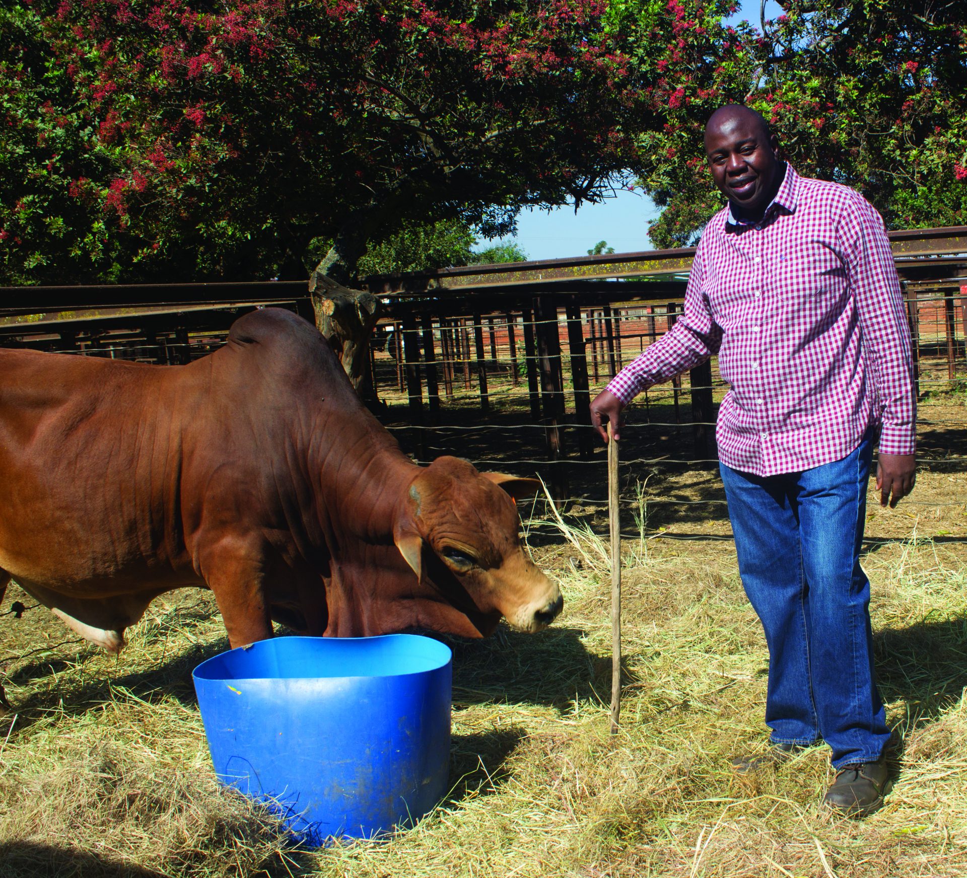 Third National Boran Sale - ZiMUNDA Farming Magazine | Showcasing the ...