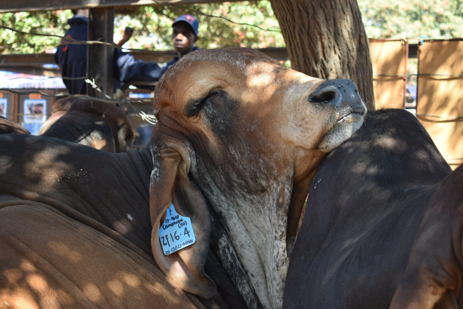 Cattle Industry’s Annual Sales Highlights - 51st National Sale ...