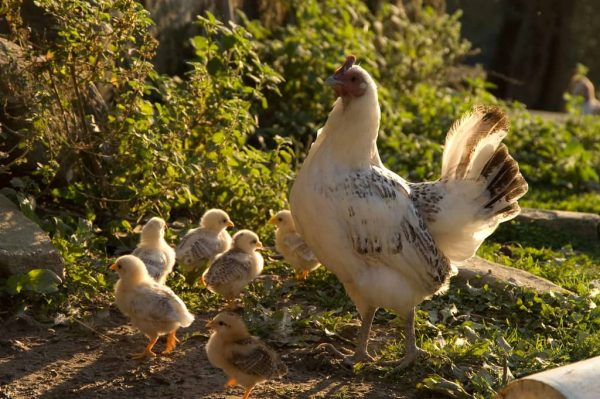 ZiMUNDA Farming Magazine | Showcasing the best farming information hub ...