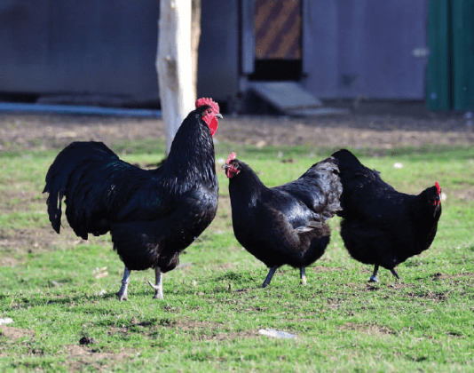 Free-Range Chickens - ZiMUNDA Farming Magazine | Showcasing the best ...