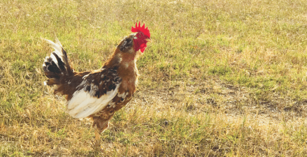 Free-Range Chickens - ZiMUNDA Farming Magazine | Showcasing the best ...