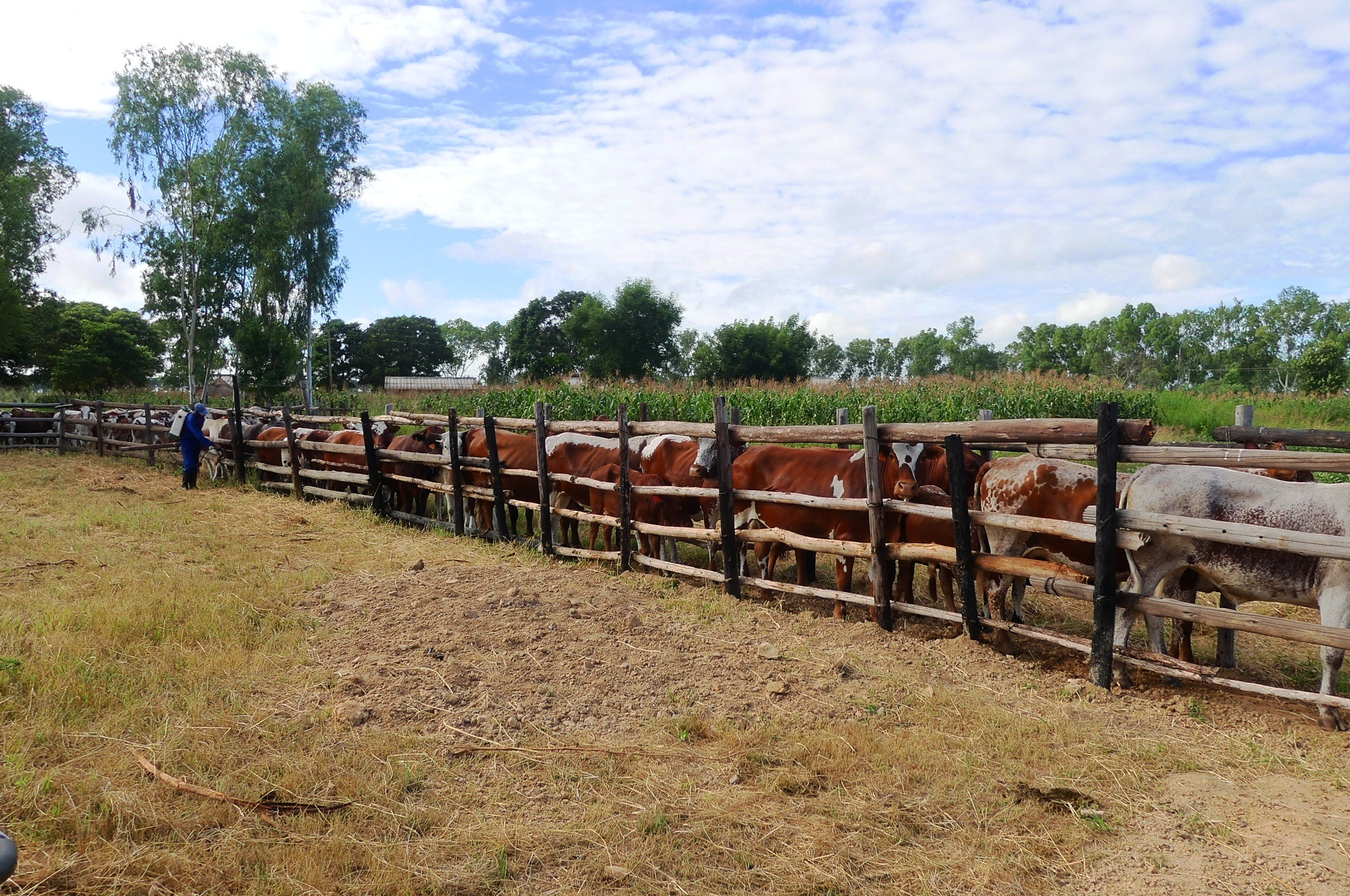 Livestock Health - ZiMUNDA Farming Magazine | Showcasing the best ...