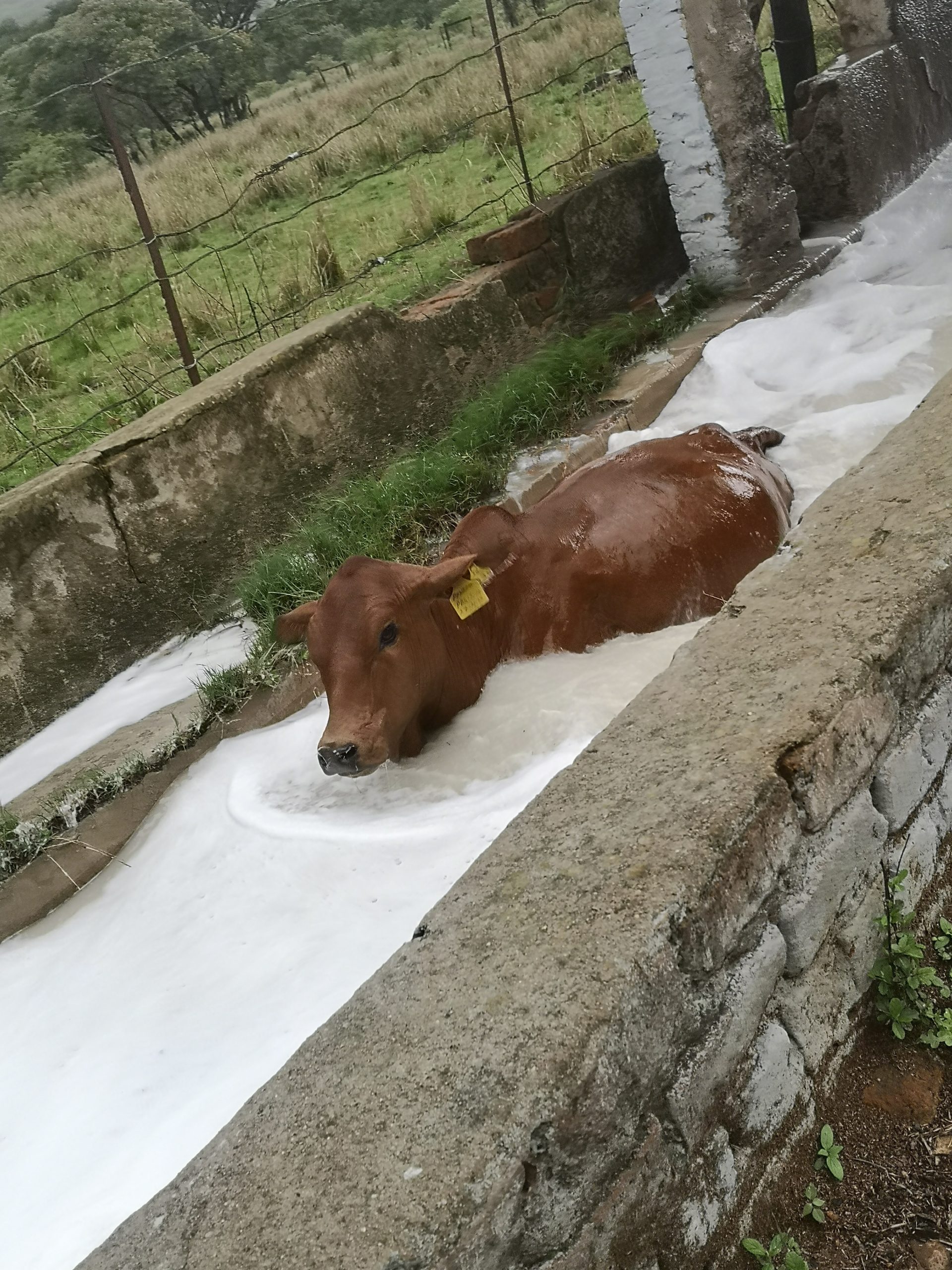 Livestock Health - ZiMUNDA Farming Magazine | Showcasing the best ...