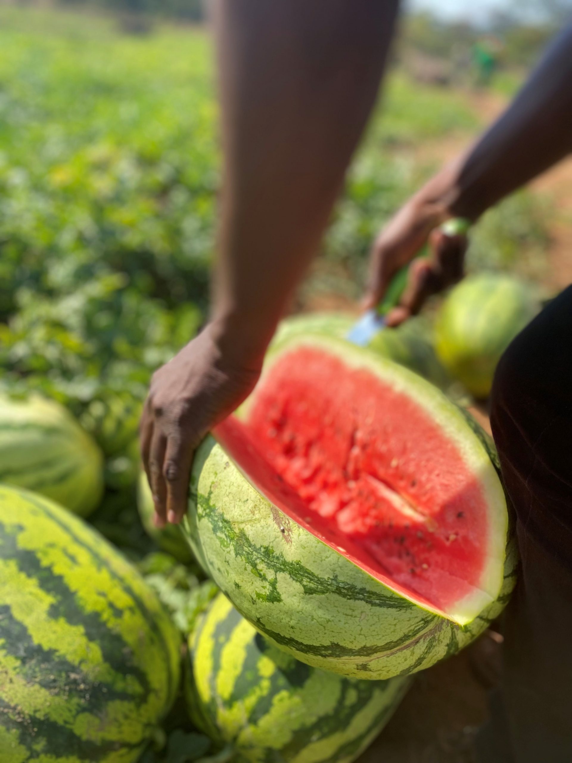 Watermelon Farming - Summer’s Bounty - ZiMUNDA Farming Magazine ...
